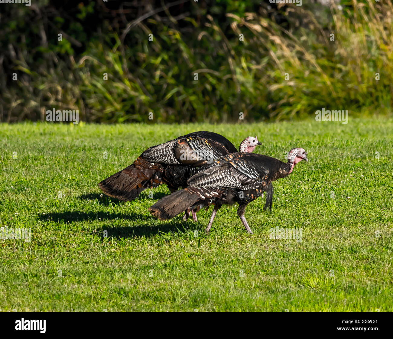 Green turkey tail hi-res stock photography and images - Alamy