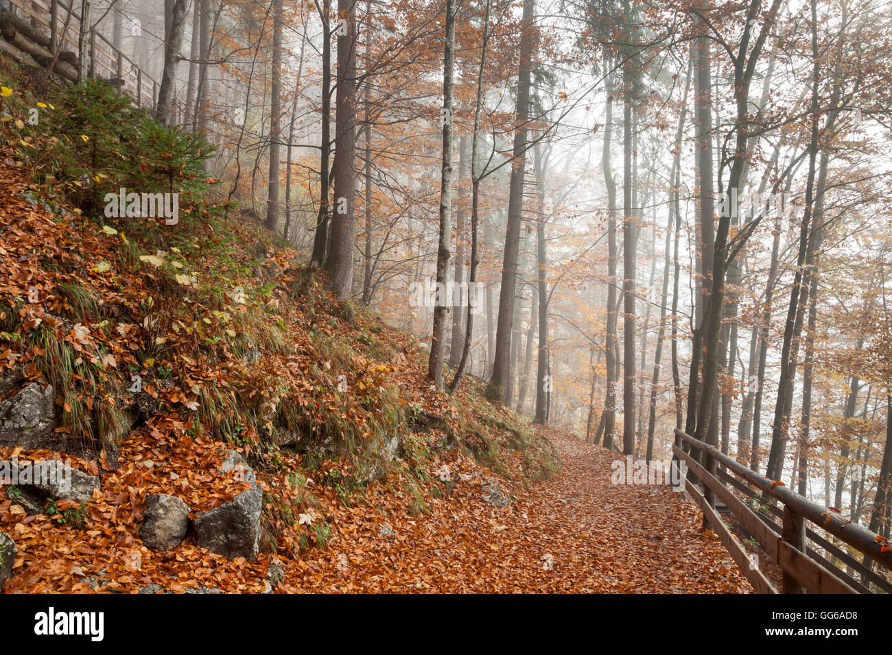 Autumn forest on upper hi-res stock photography and images - Alamy