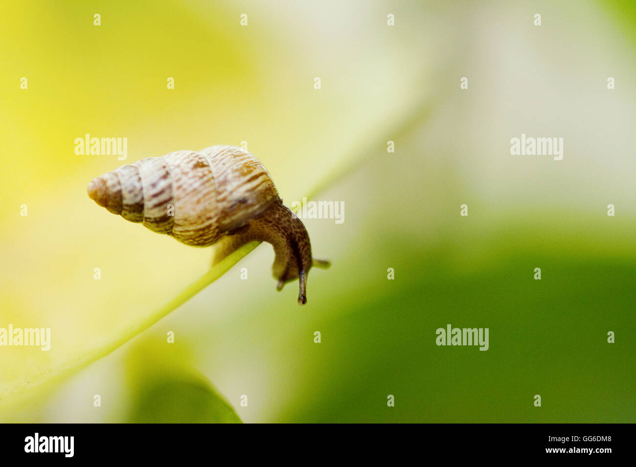 A little snail Stock Photo - Alamy
