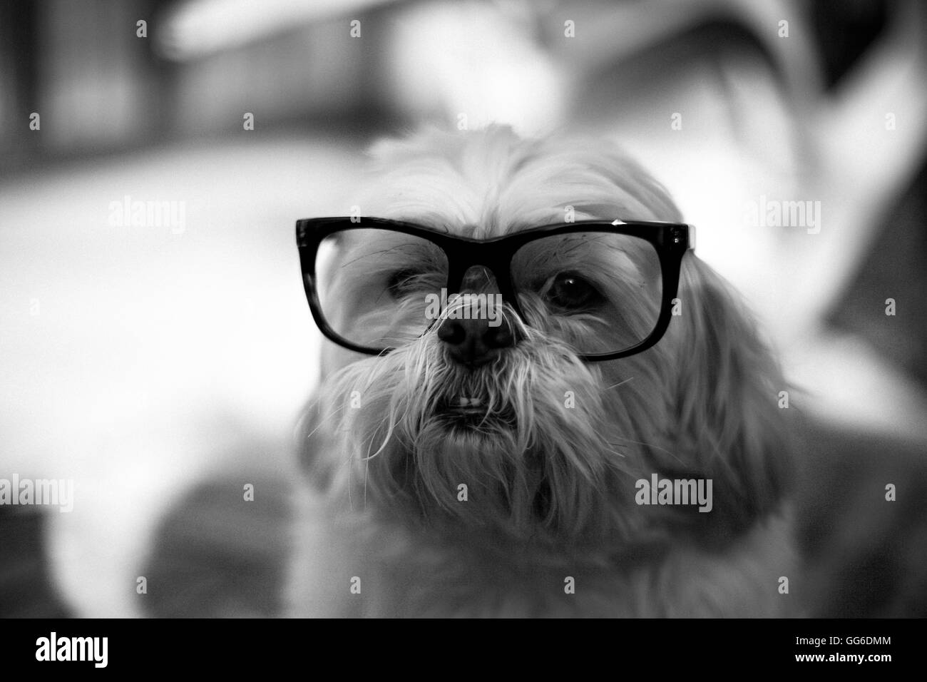 A dog with glasses Stock Photo - Alamy