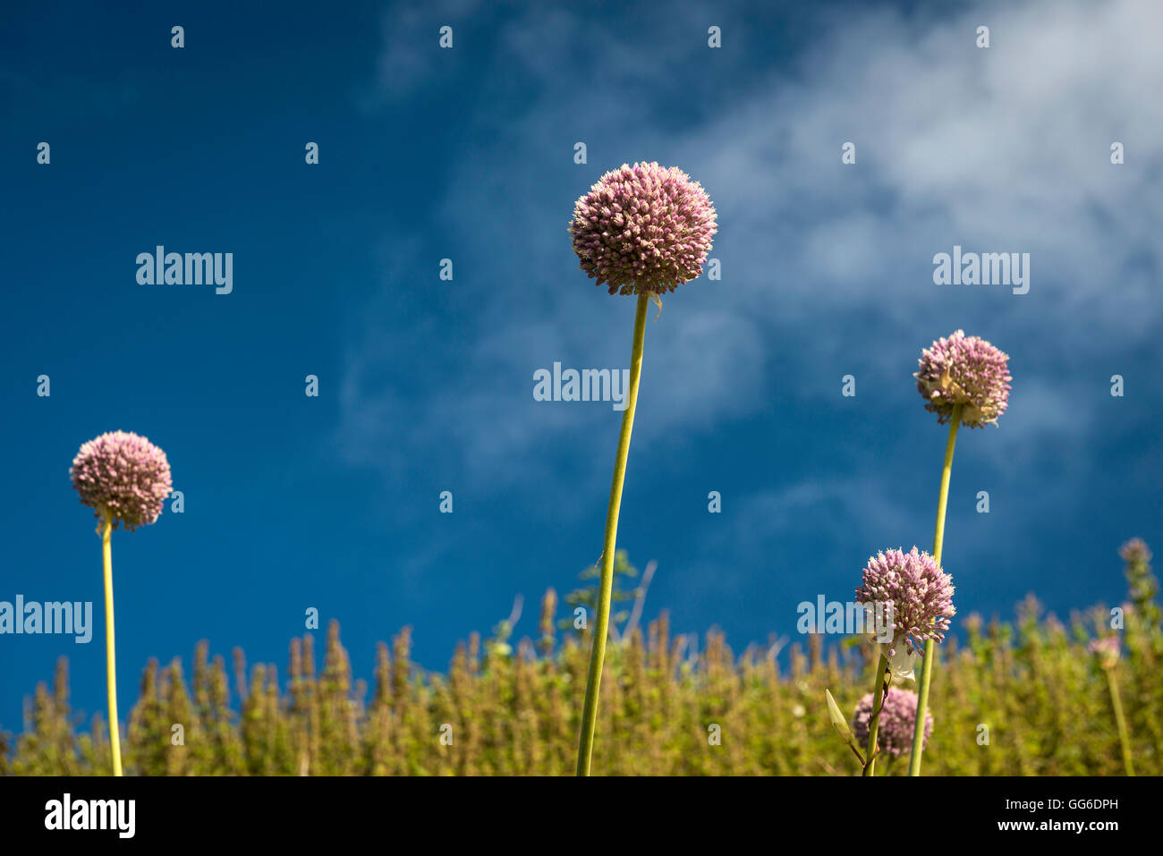 Devon wild flowers hi-res stock photography and images - Alamy