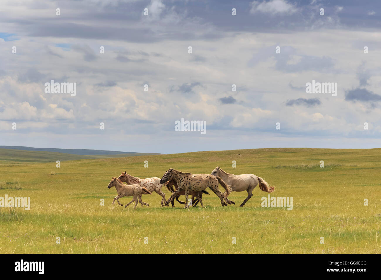 Herd of dappled and pale horses and foals, grassland with flowers in ...