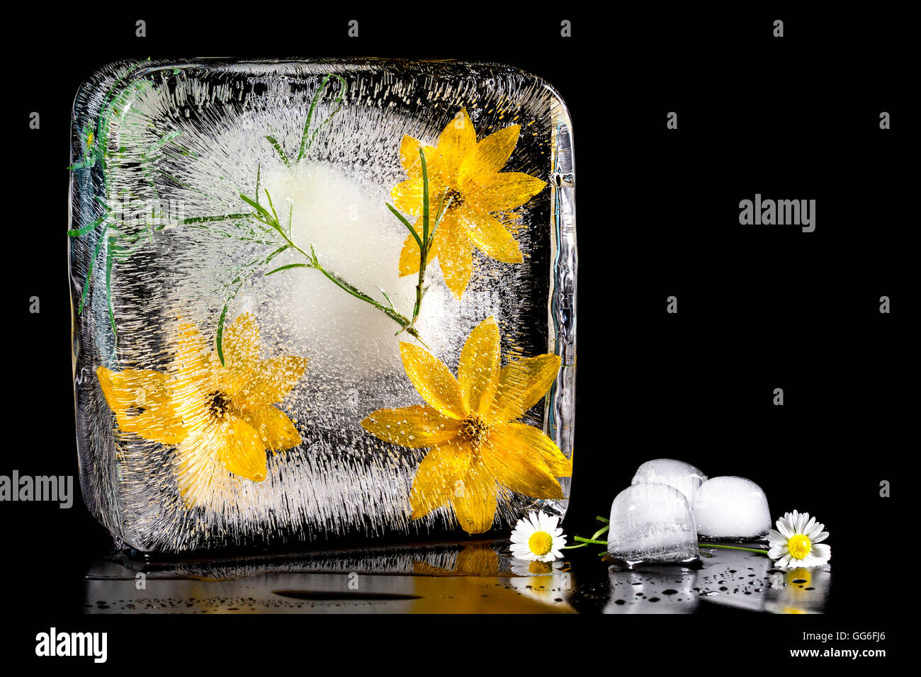 The composition of yellow flowers, frozen in ice. Isolate on black ...