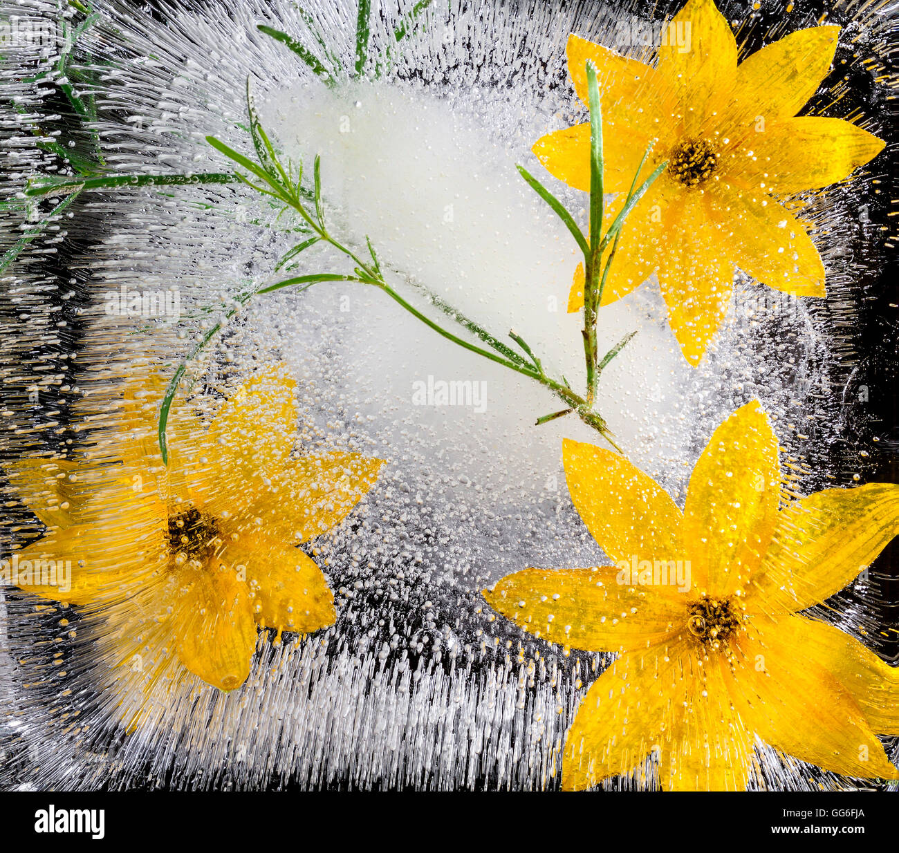 Yellow flower ice concept hi-res stock photography and images - Alamy