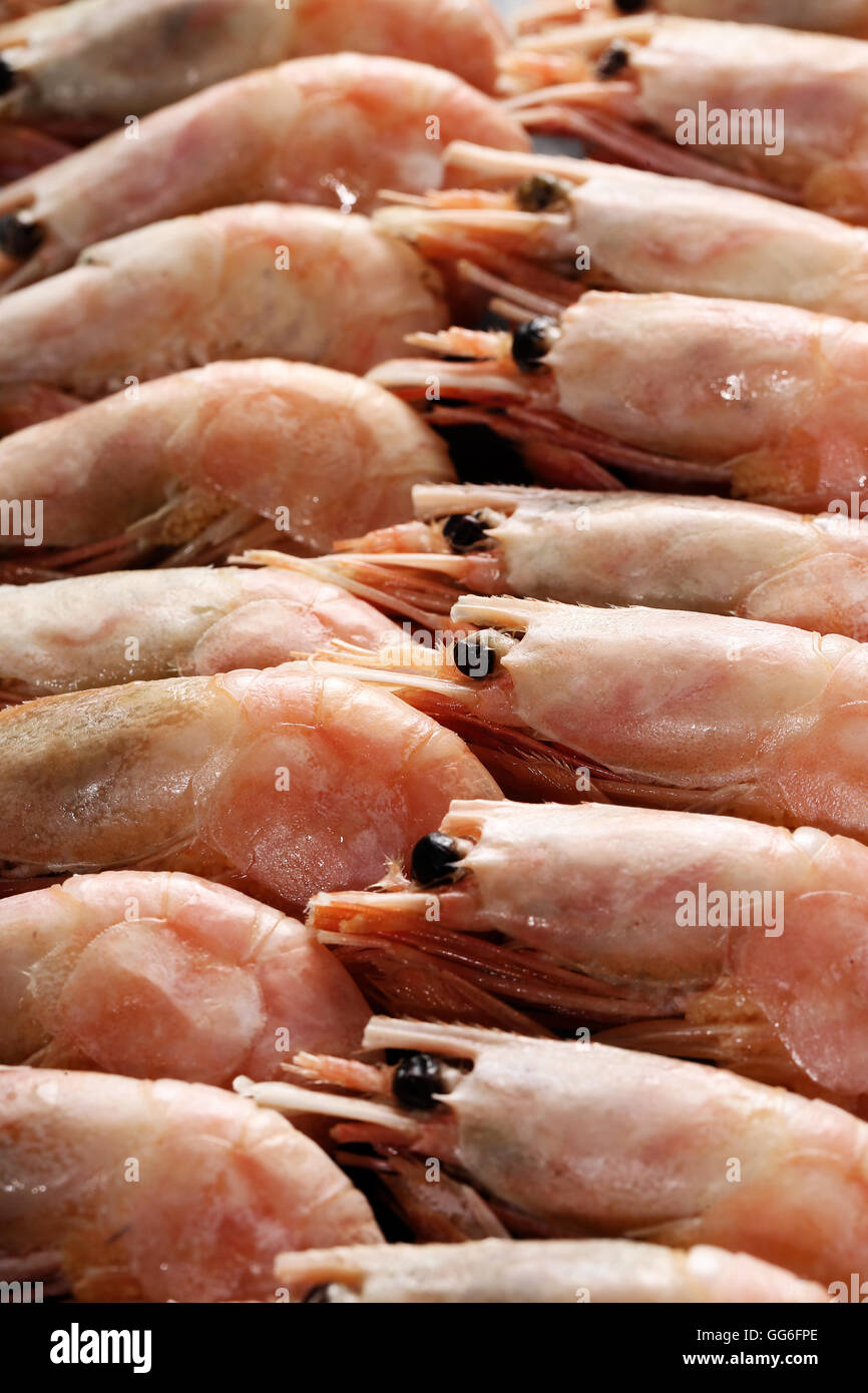 Many fresh shrimp catch hi-res stock photography and images - Alamy