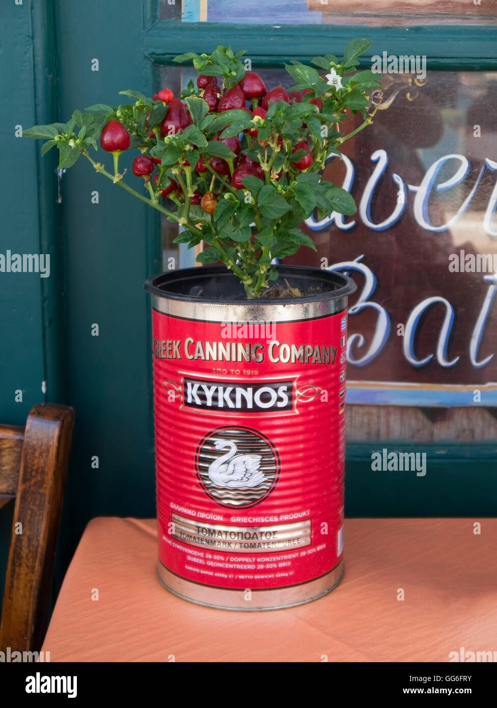 Chilli plant arranged in a vintage Greek red tin Stock Photo - Alamy