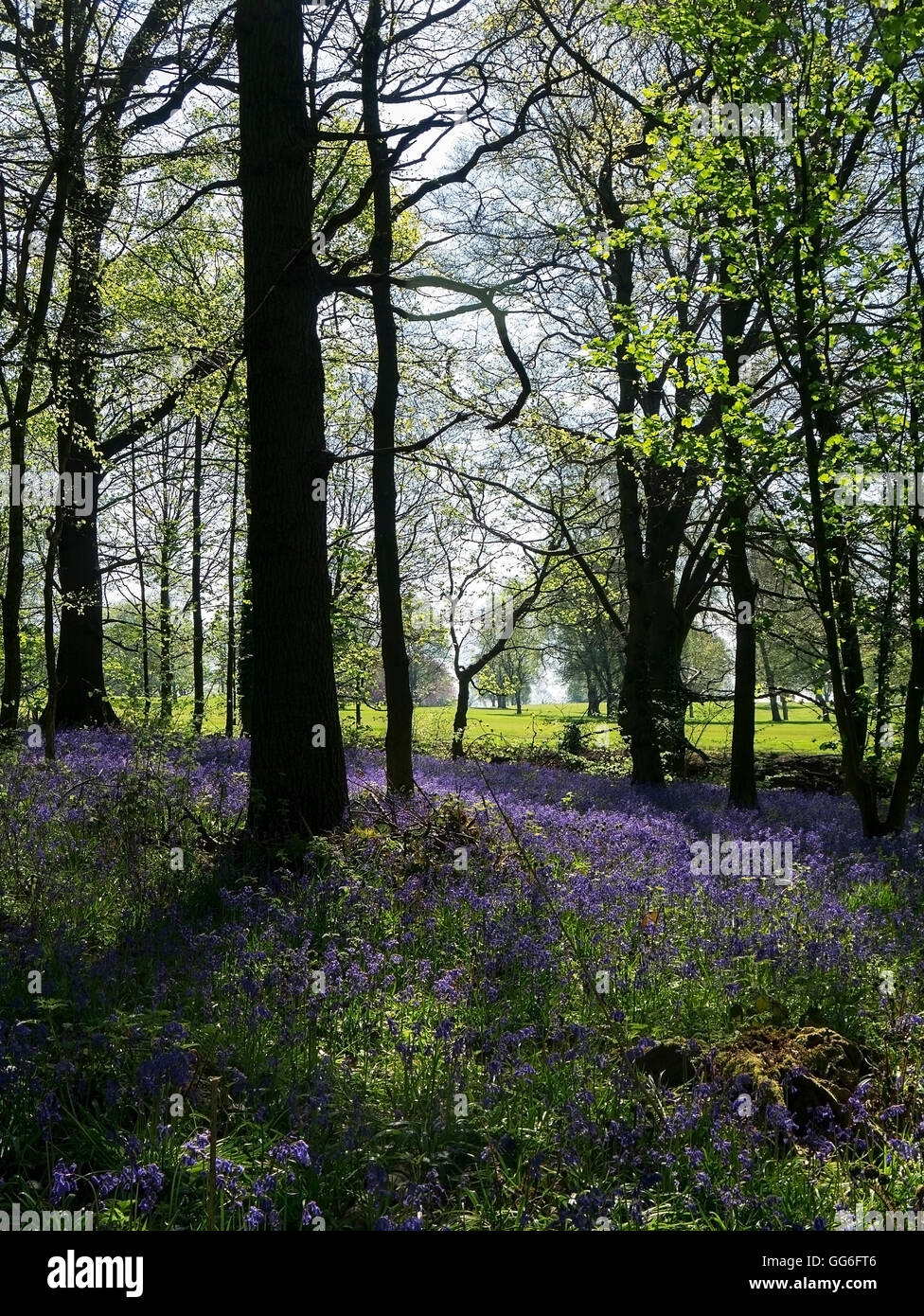 Bluebell display in Spring Wood Read Park Whalley Lancashire Stock ...