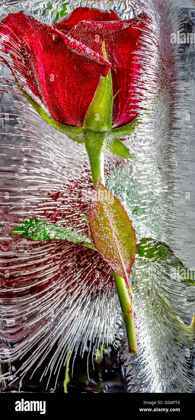 Red rose frozen in ice Stock Photo - Alamy
