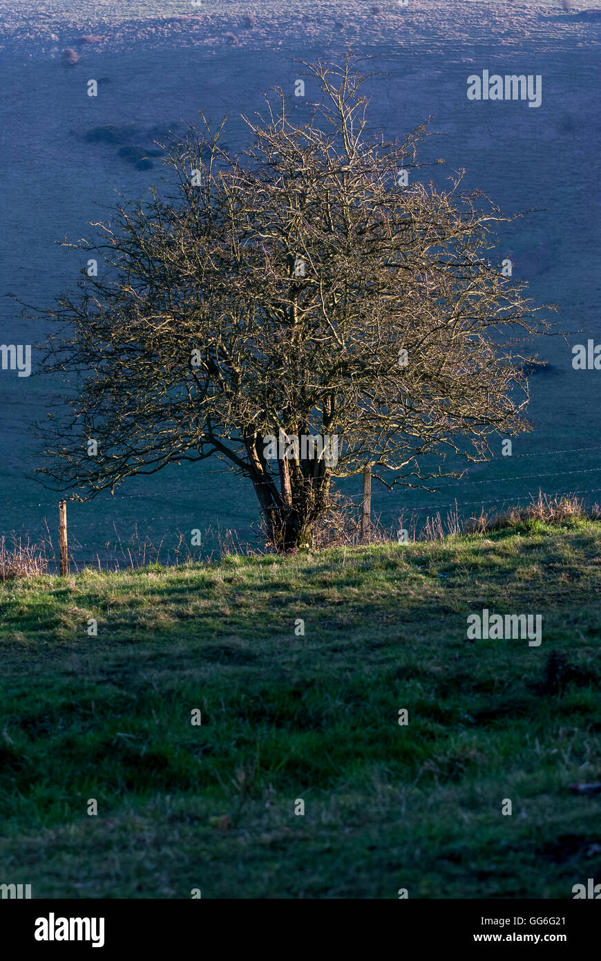 A hardy tree on a cold winter afternoon on the South Downs Stock Photo ...