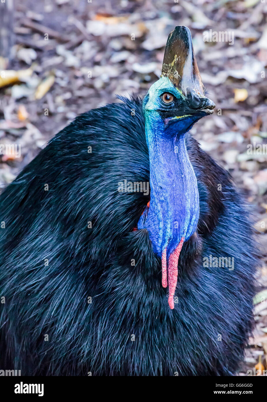 Close up of a Cassowary looking up at you Stock Photo - Alamy