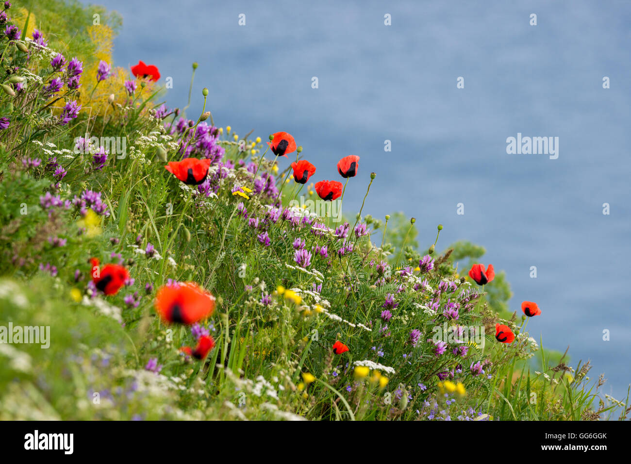 Clover lake hi-res stock photography and images - Alamy
