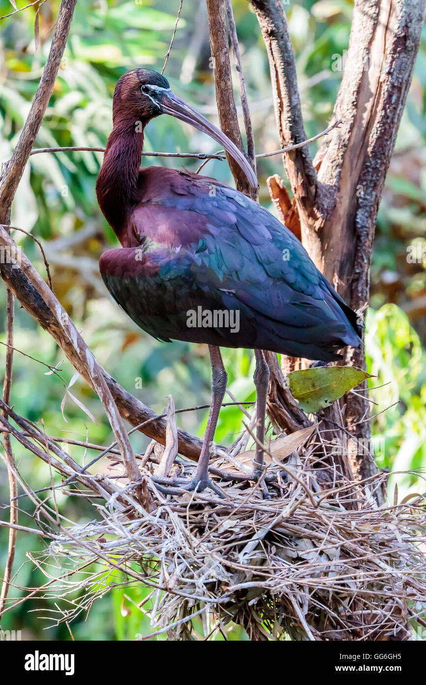 Ibis in nest hi-res stock photography and images - Alamy