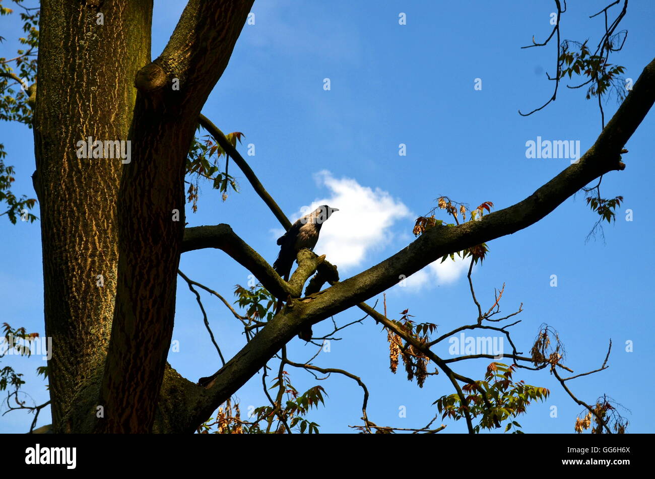 Raven tree hi-res stock photography and images - Alamy