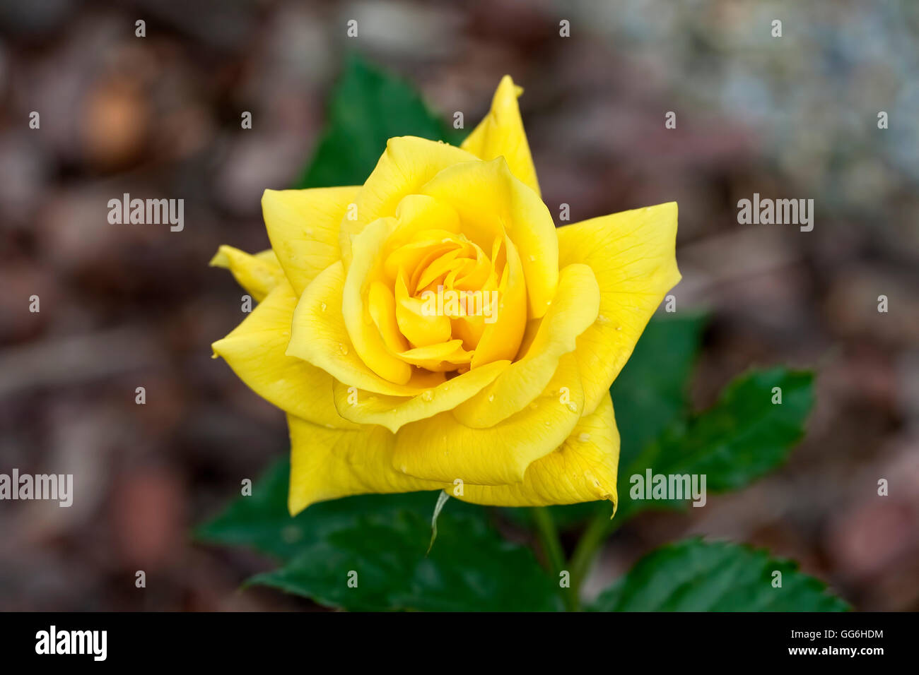 Raindrops on a rose flower hi-res stock photography and images - Alamy