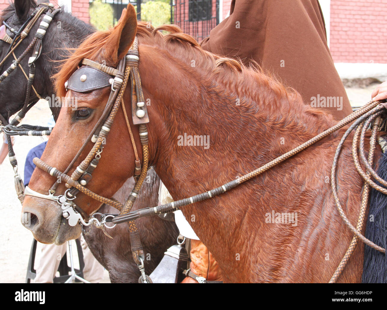 Peruvian paso horse hi-res stock photography and images - Alamy