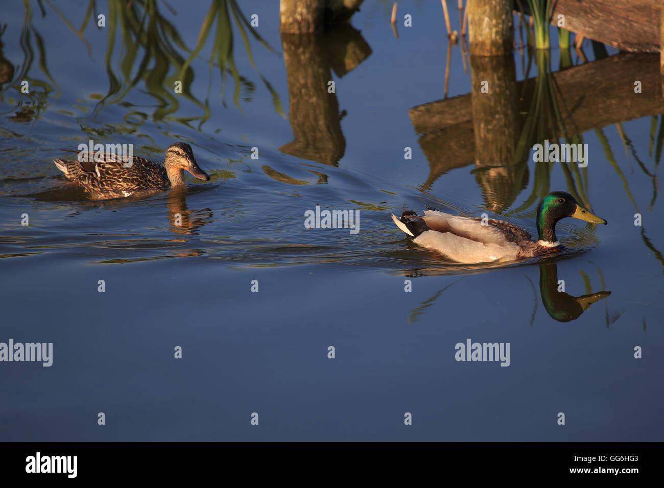 Amazing duck swiming under sunlight view Stock Photo - Alamy