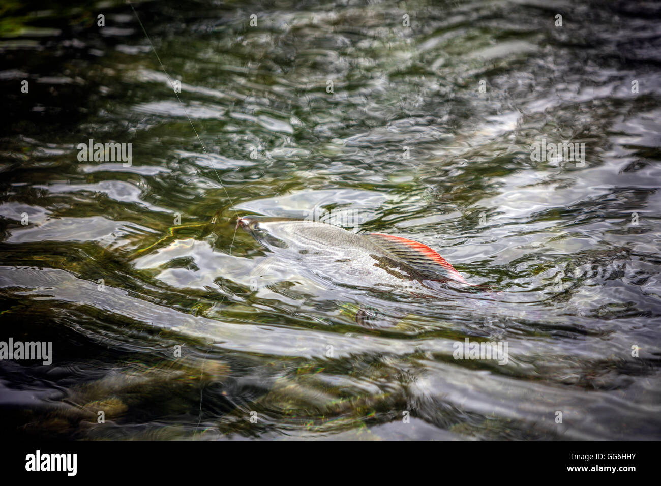 Grayling caught by fisherman in River Test, Leckford Estate, Hampshire ...