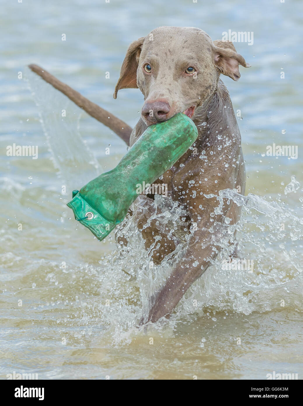 Are Weimaraners Good Water Dogs