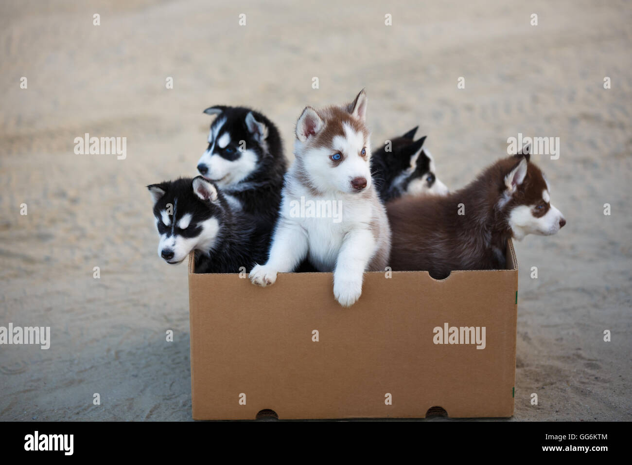 Inside of box hi-res stock photography and images - Alamy