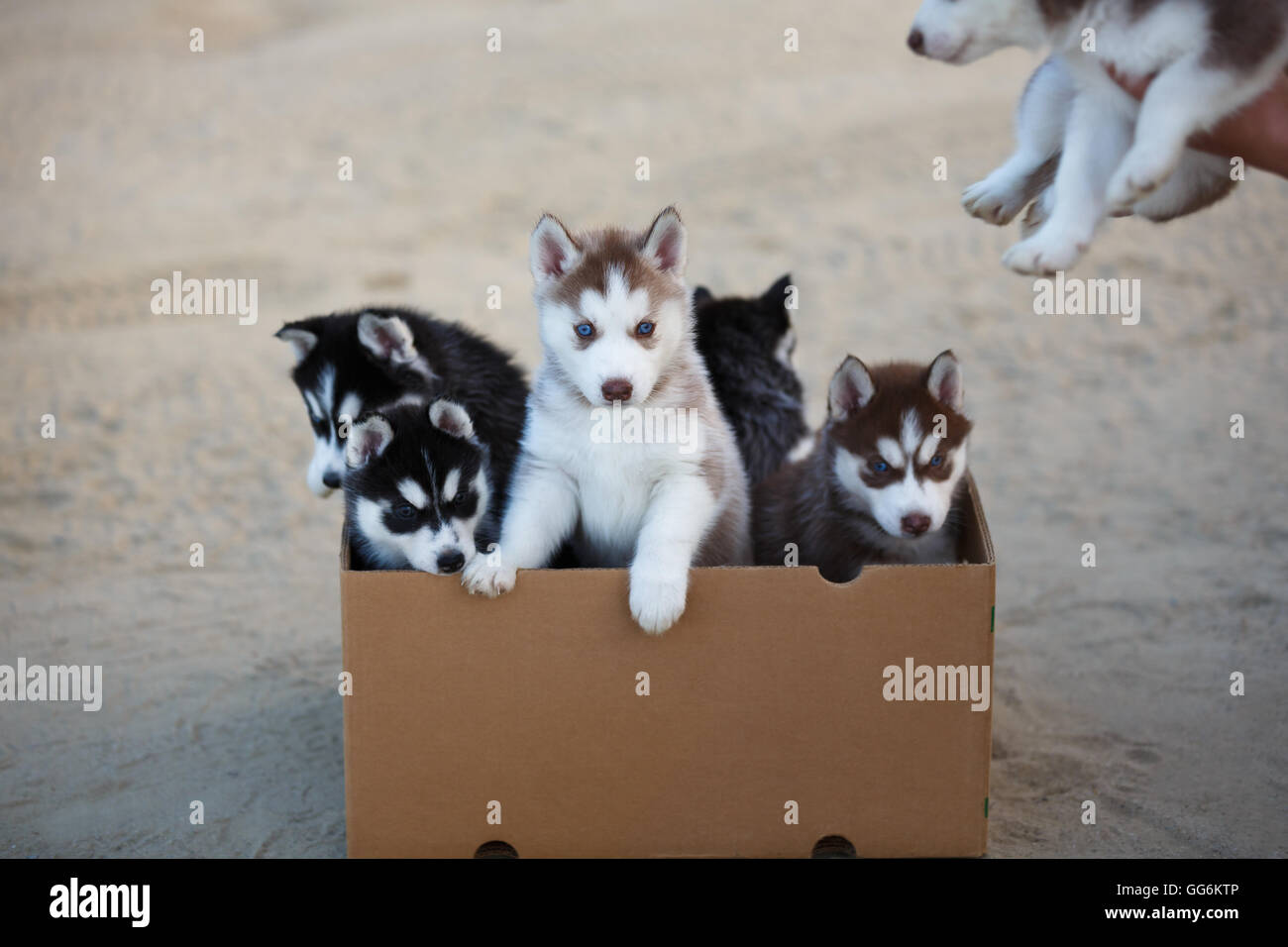 Woman adds another one puppy in a box with puppies Stock Photo - Alamy