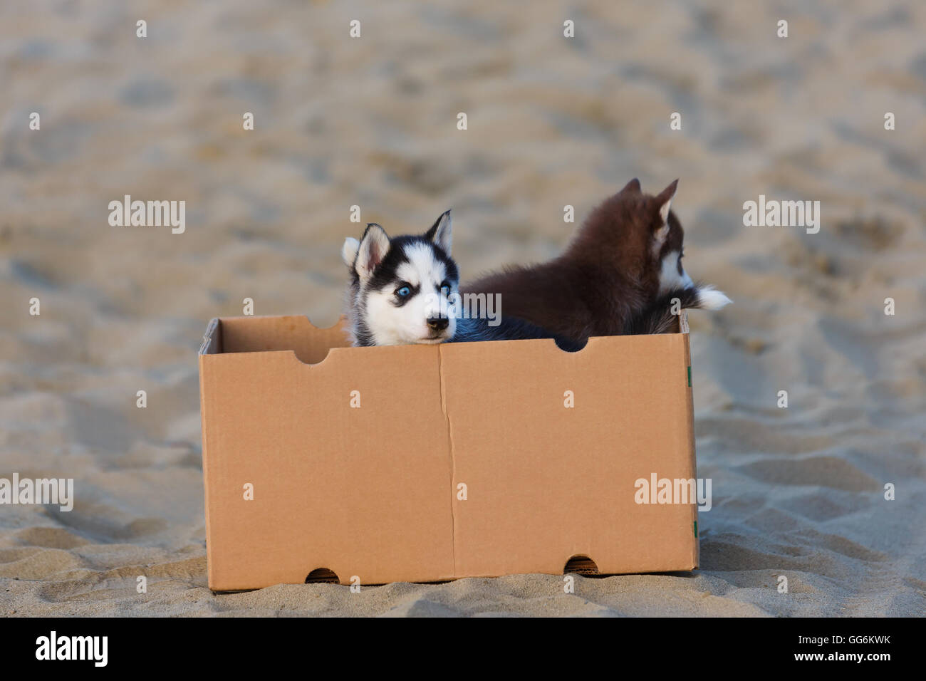 Two husky puppies inside the box at summer time Stock Photo - Alamy
