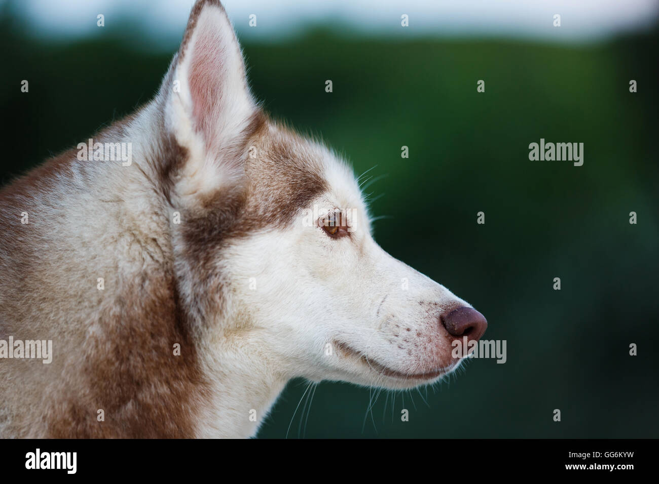 Portrait of the husky at summer time Stock Photo - Alamy