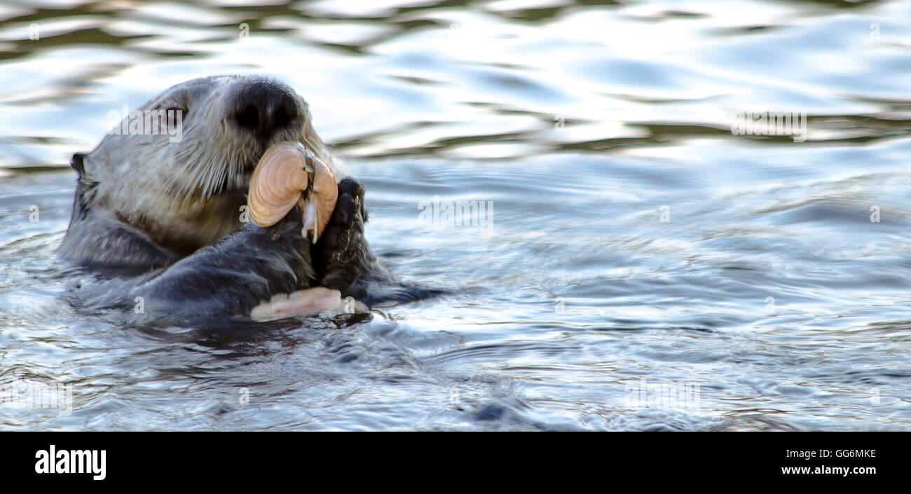 Sea otter eating hi-res stock photography and images - Alamy