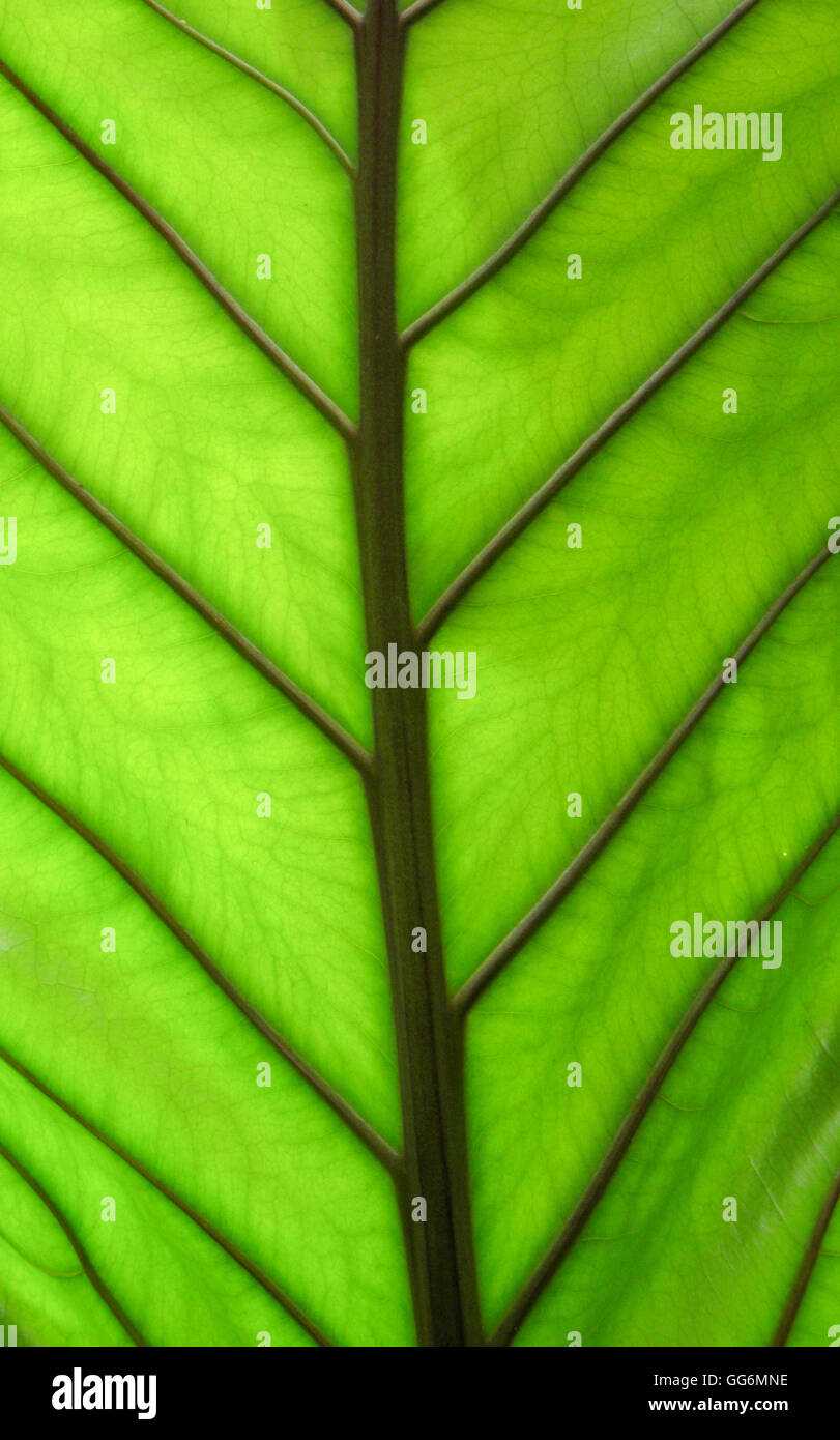 Translucent leaves glow green when backlit by a bright sun Stock Photo ...