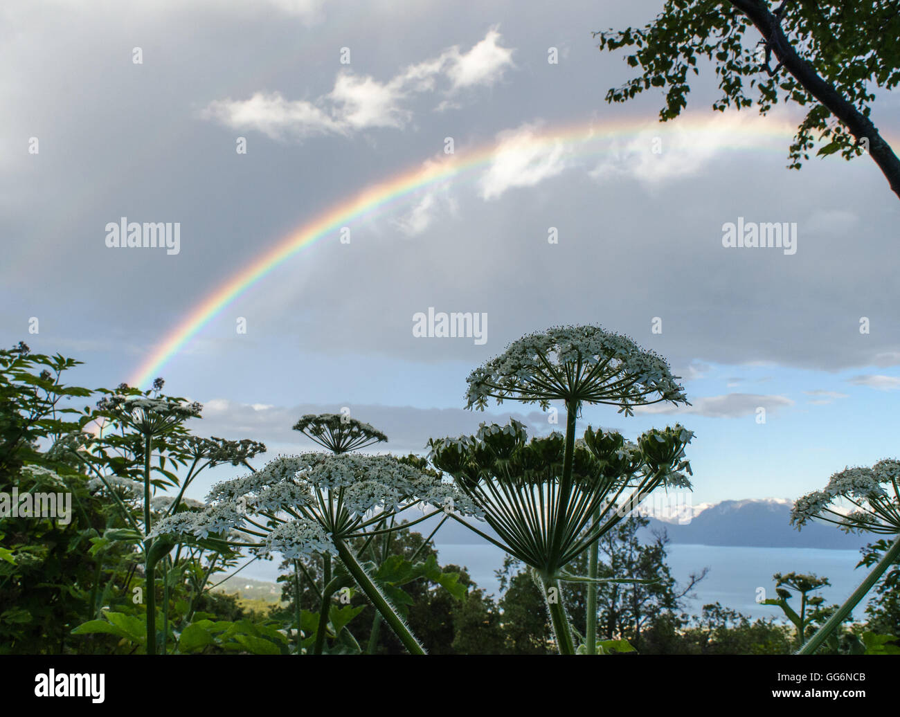 A rainbow arches over a field of pushki on the Kenai Peninsula. The ...
