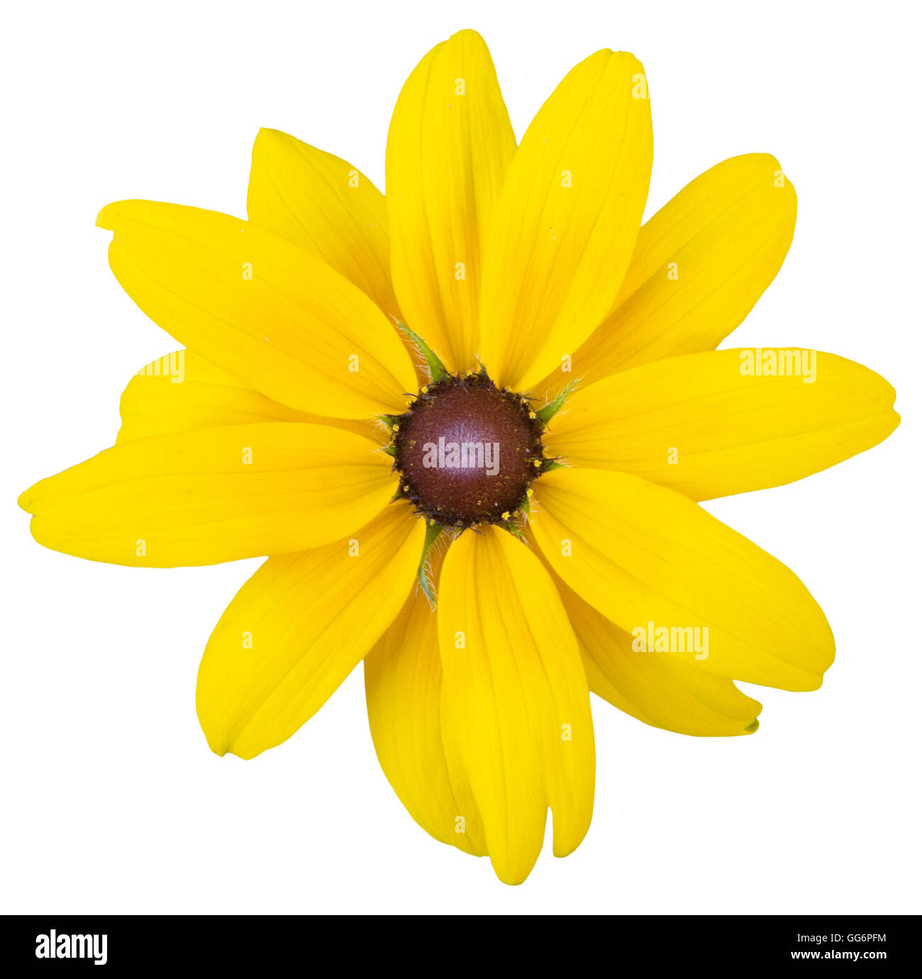 yellow flower isolated on white background Stock Photo - Alamy