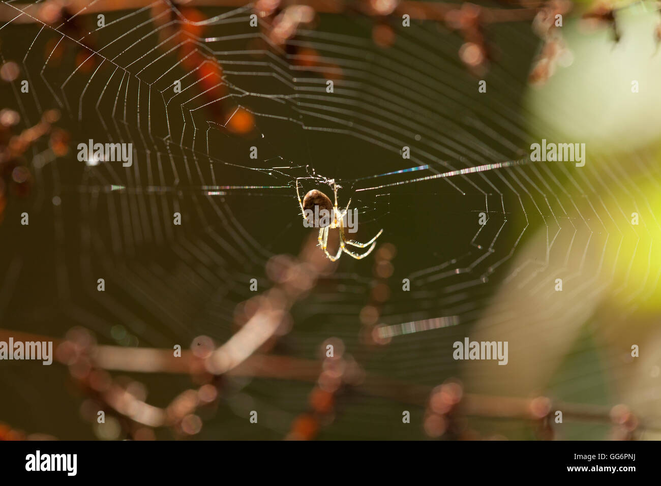 Garden Cross Spider Araneus diadematutus Stock Photo - Alamy