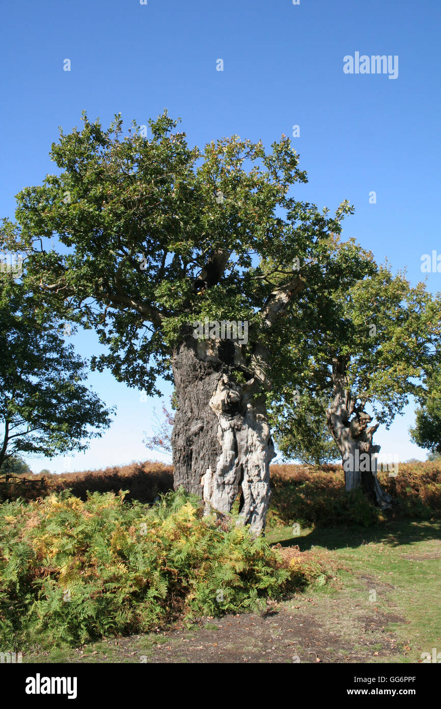 Ancient English oak tree Stock Photo - Alamy