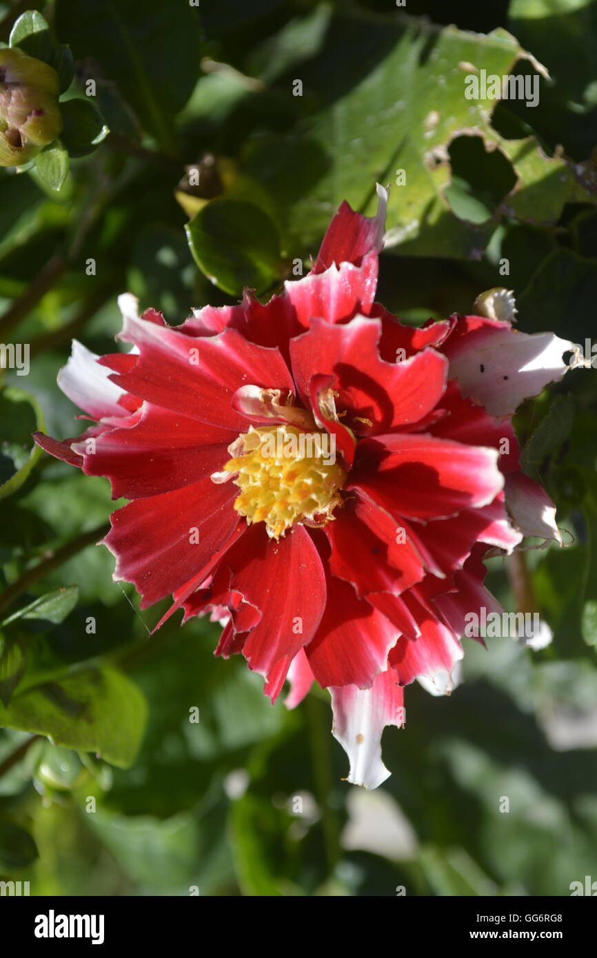 Red an white flower hi-res stock photography and images - Alamy