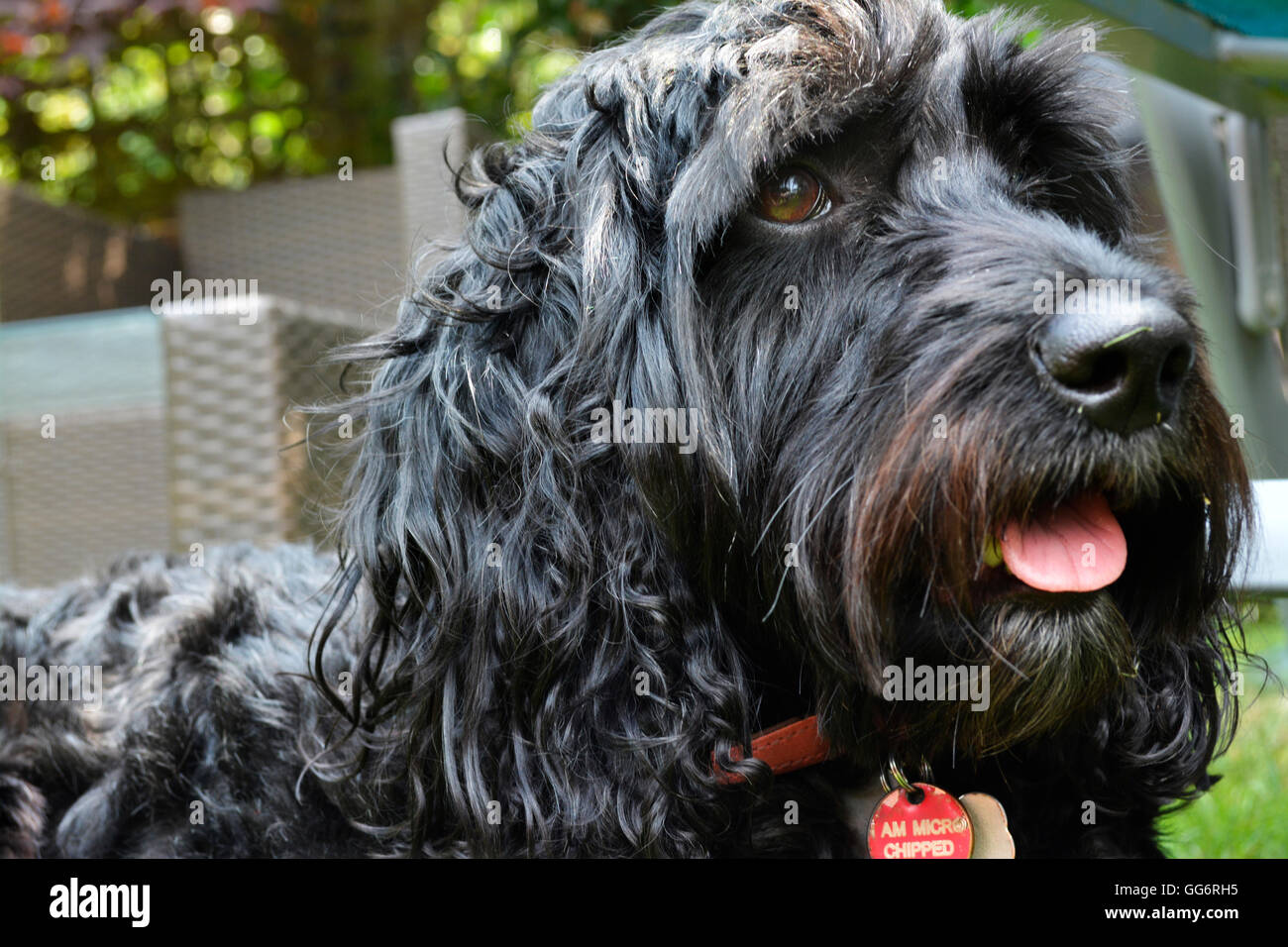 Black Cockapoo Puppy