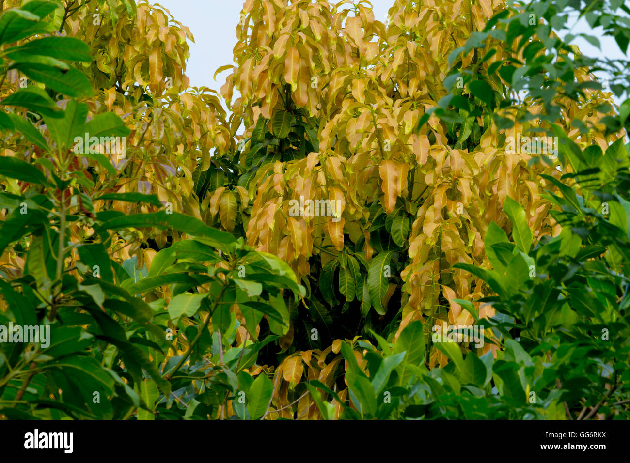 Mango leaves emerging background Stock Photo - Alamy