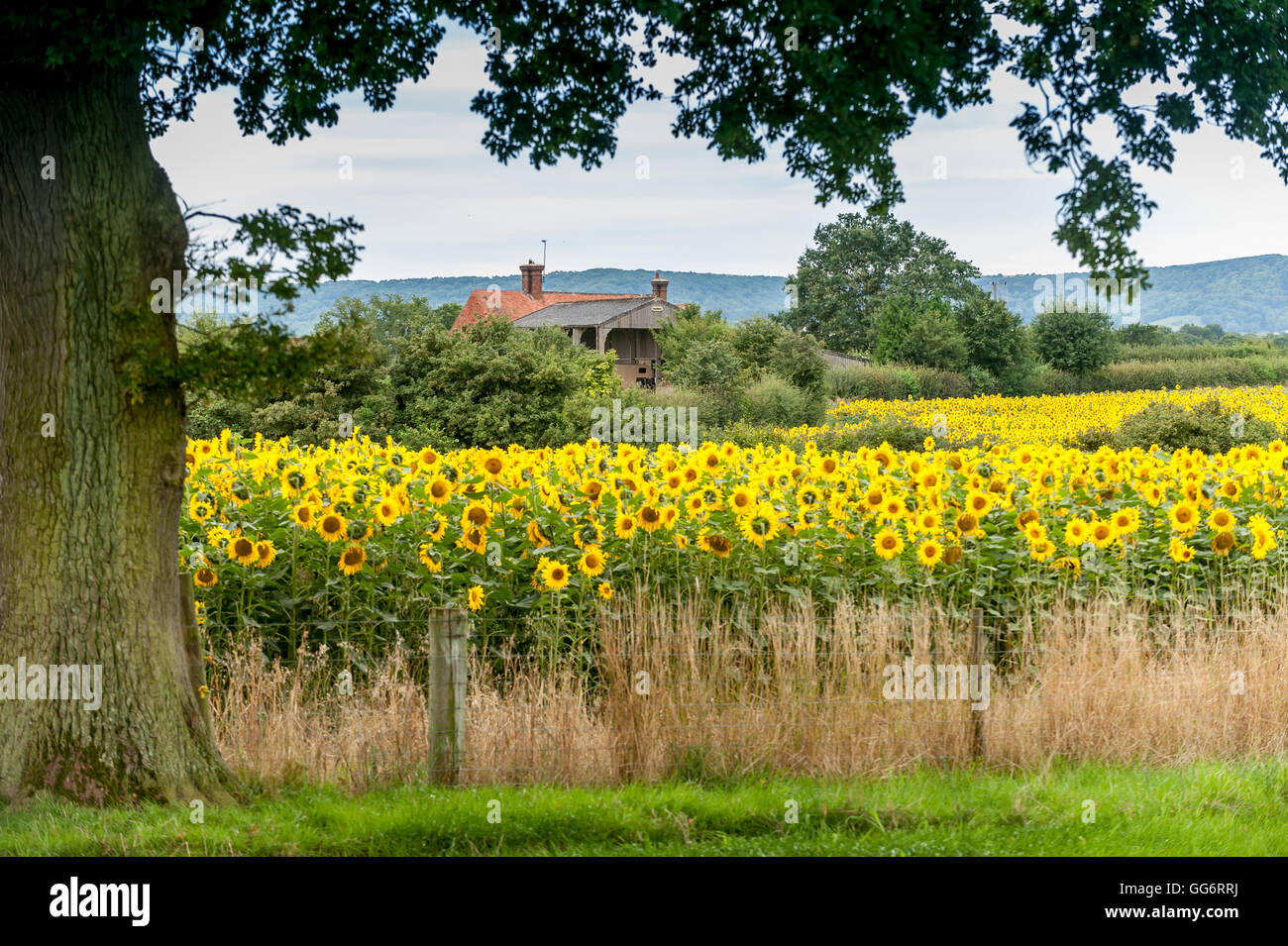 A field of sunflowers in southern England Stock Photo - Alamy
