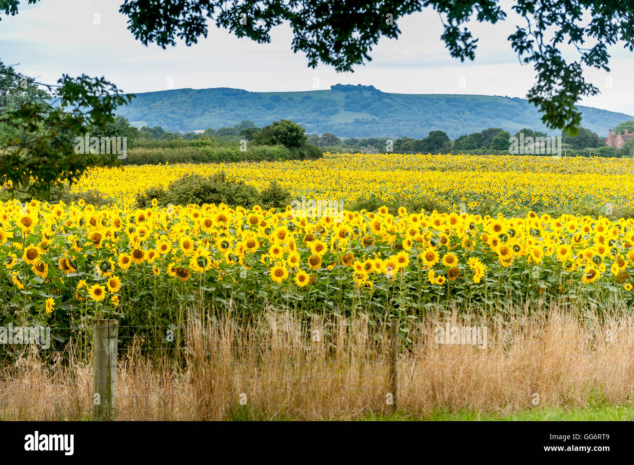 A field of sunflowers in southern England Stock Photo - Alamy