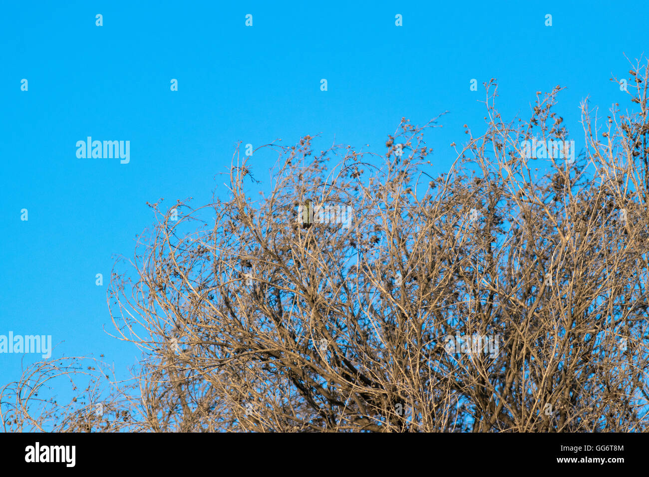 American elm tree hi-res stock photography and images - Alamy