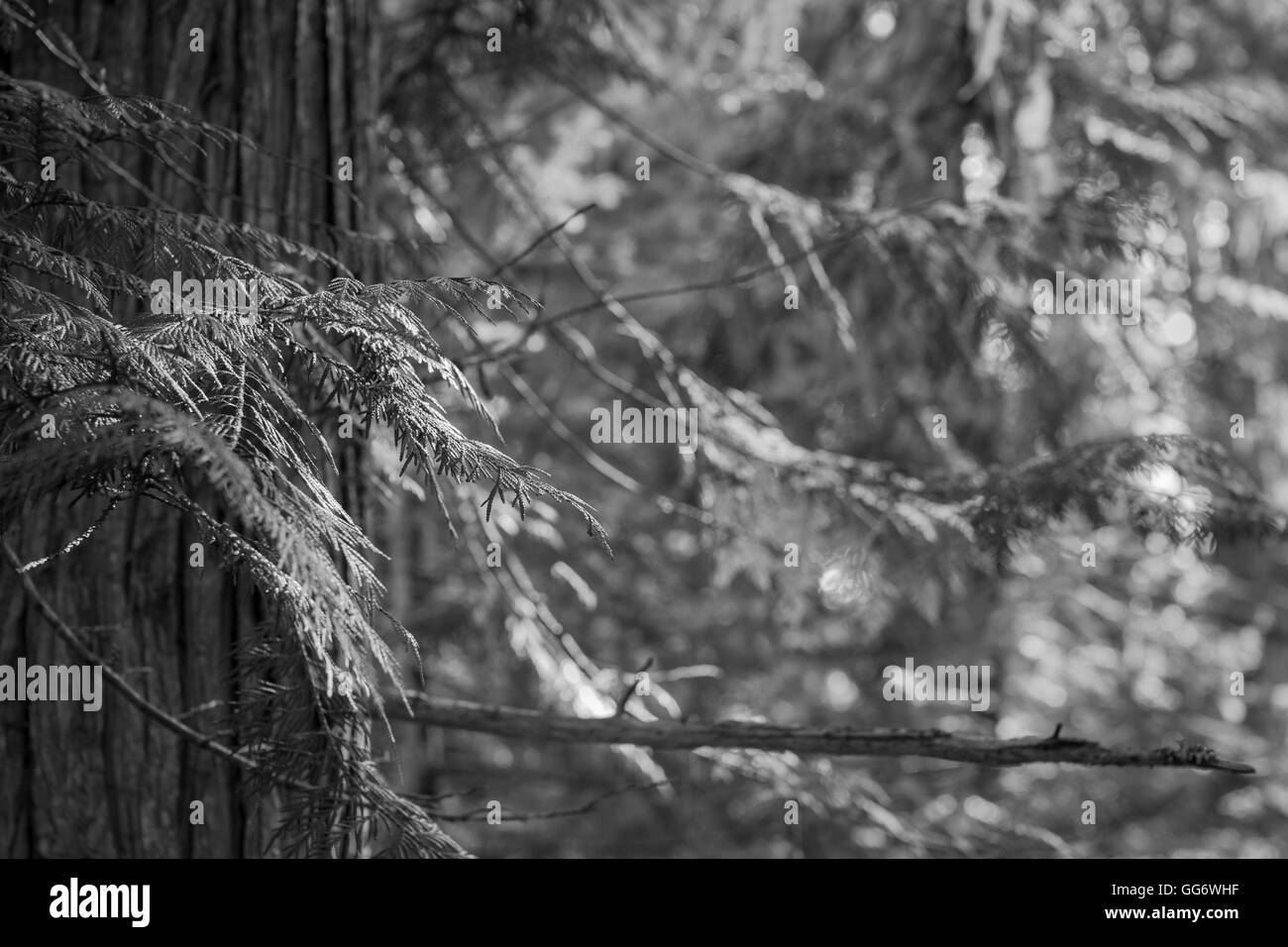 Light shining through the trees in a forest Stock Photo - Alamy