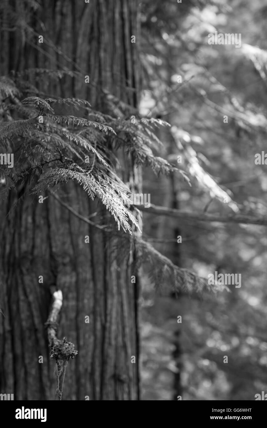 Light shining through the trees in a forest Stock Photo - Alamy