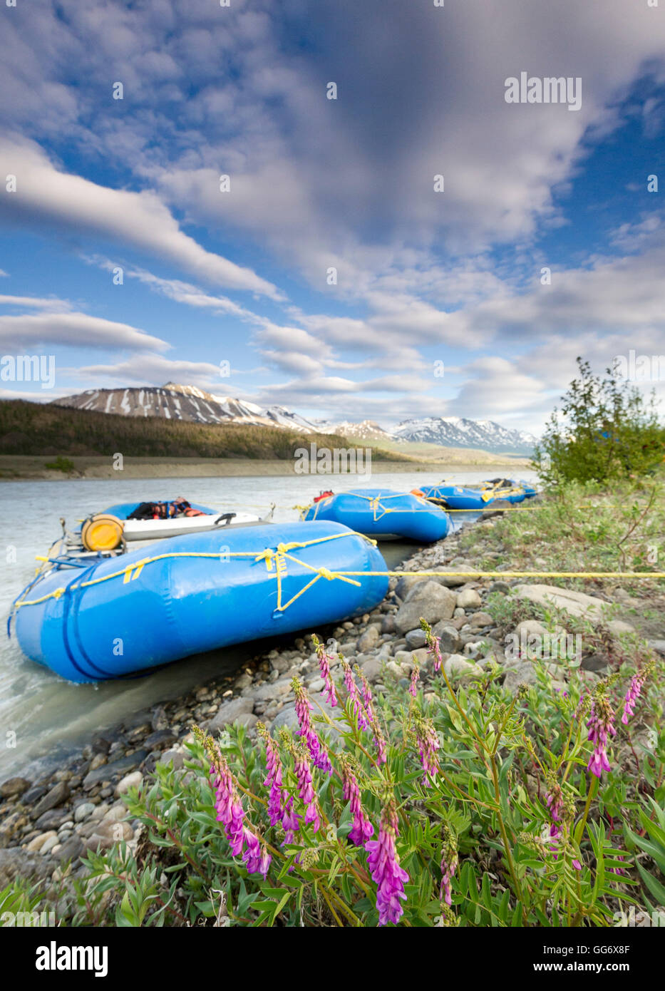 Rafts and wildflowers along the Alsek River Stock Photo - Alamy