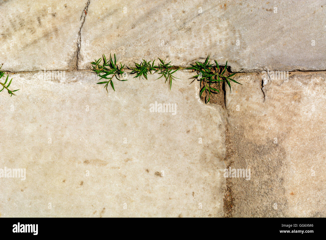 Grass sprouts grown in the seams of limestone paved track Stock Photo ...