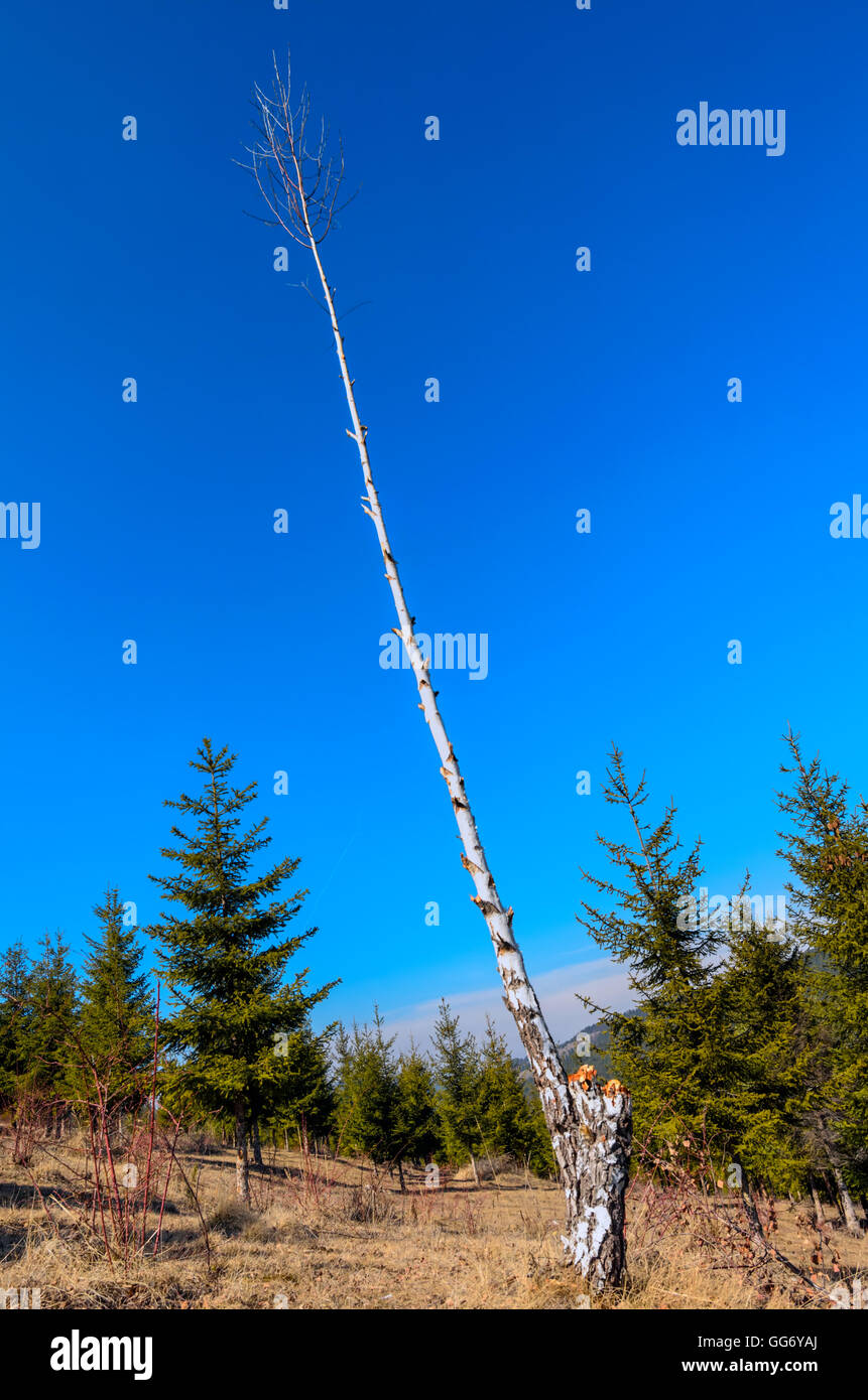 Nature with alone tree hi-res stock photography and images - Alamy