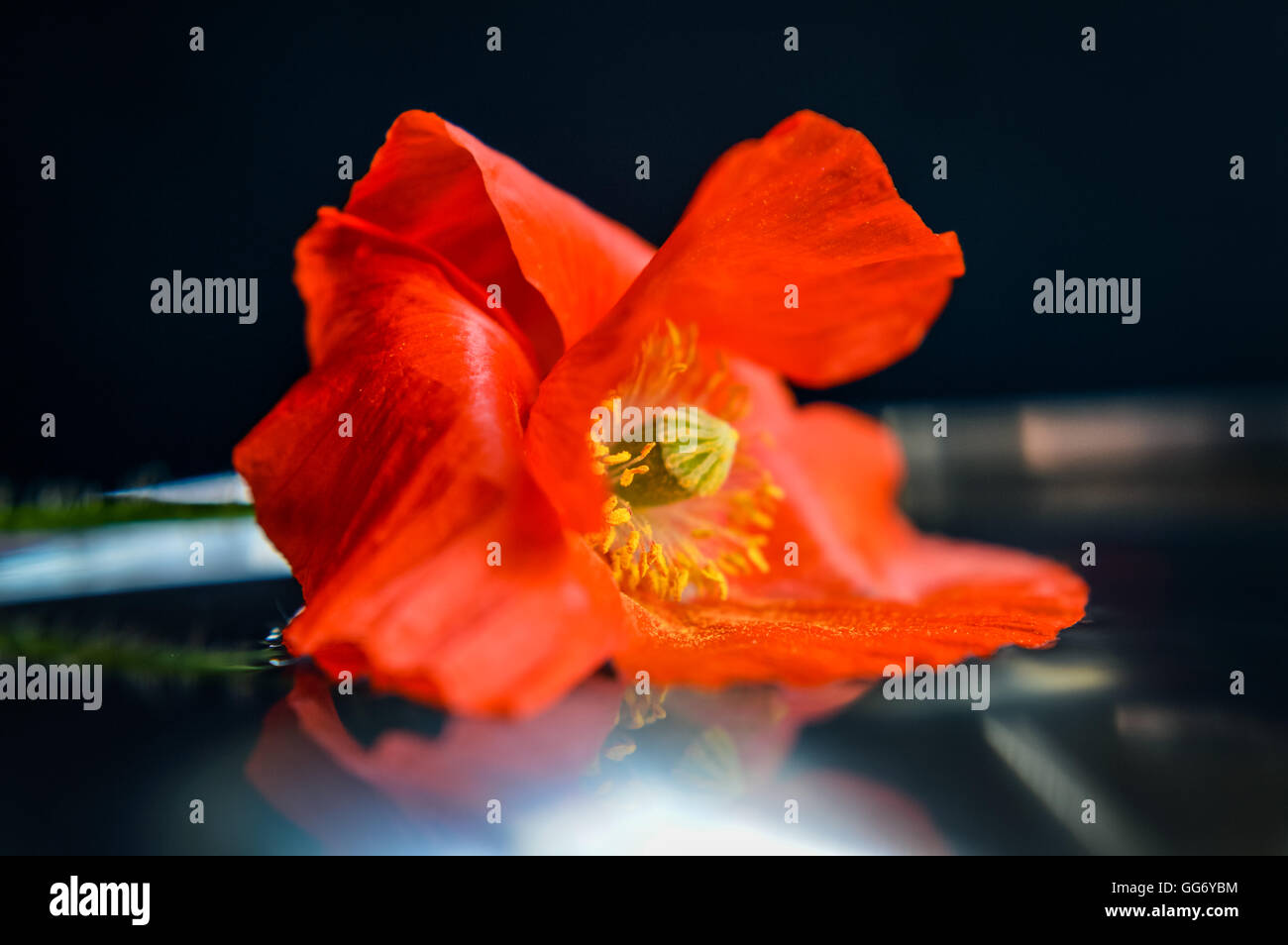 poppy flower floating over water surface Stock Photo - Alamy