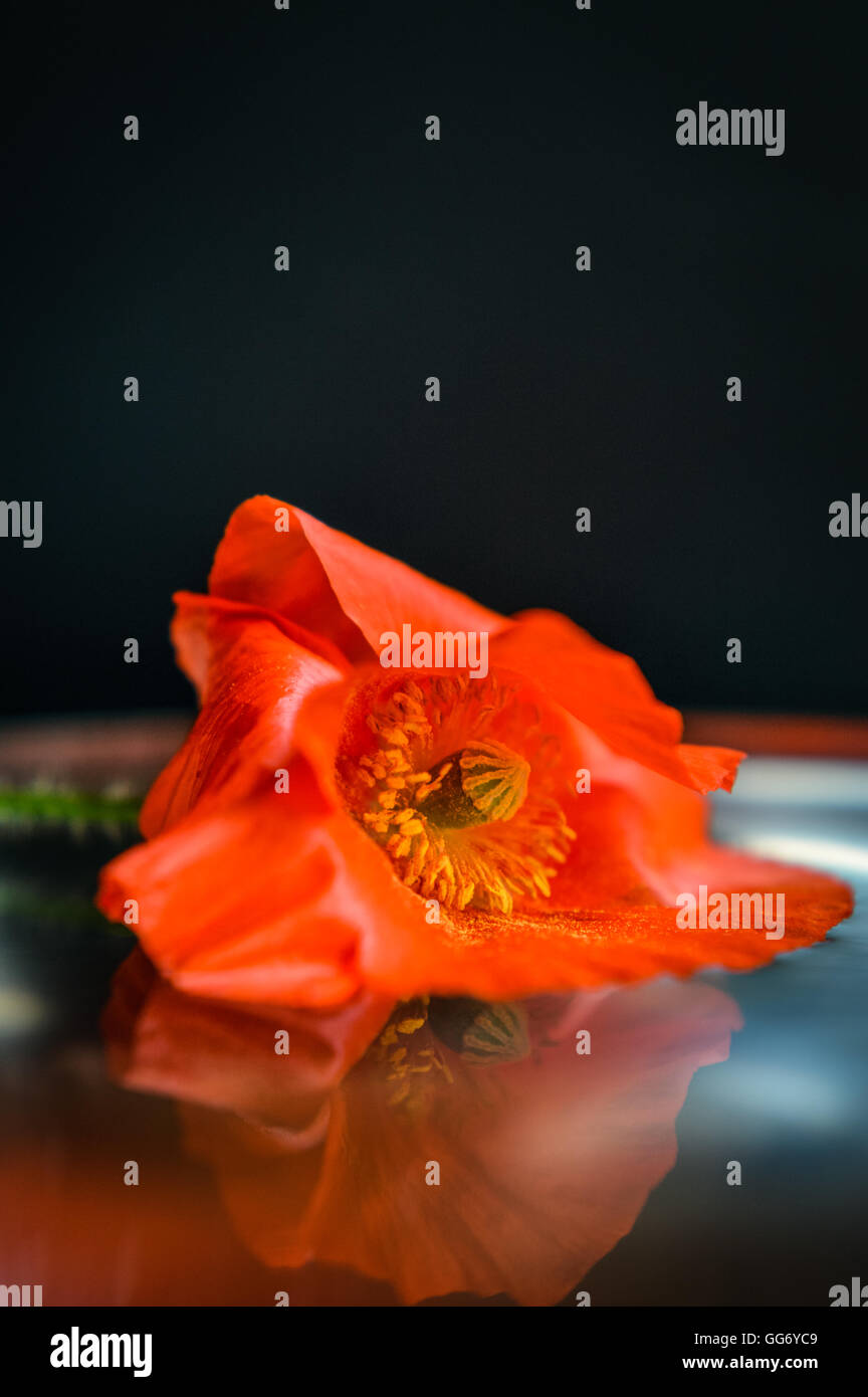bright poppy flower floating over water surface Stock Photo - Alamy