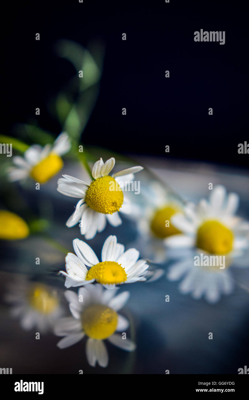 drowning chamomile flowers close up Stock Photo - Alamy