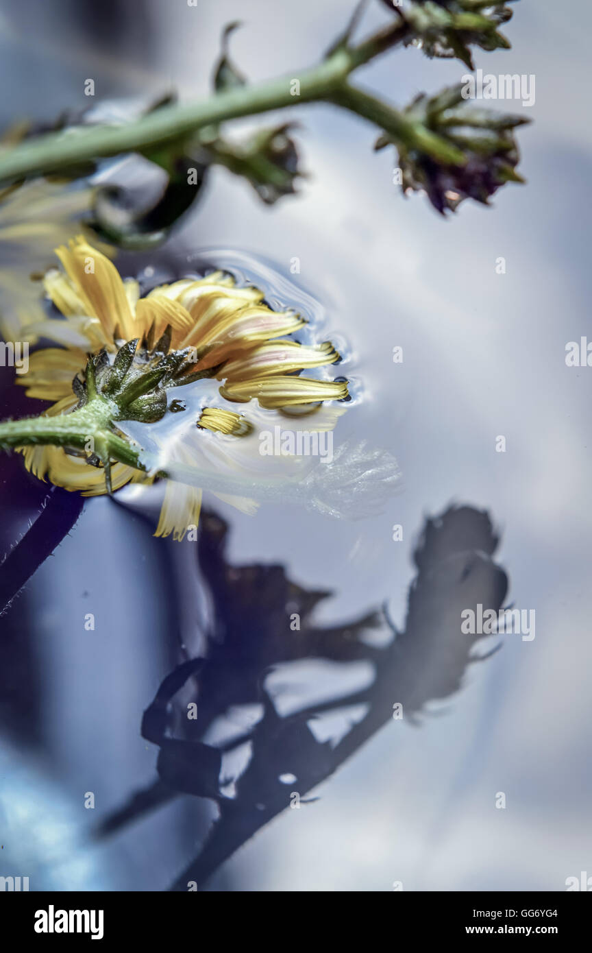 hawkweed flower and buds drowning in water Stock Photo - Alamy