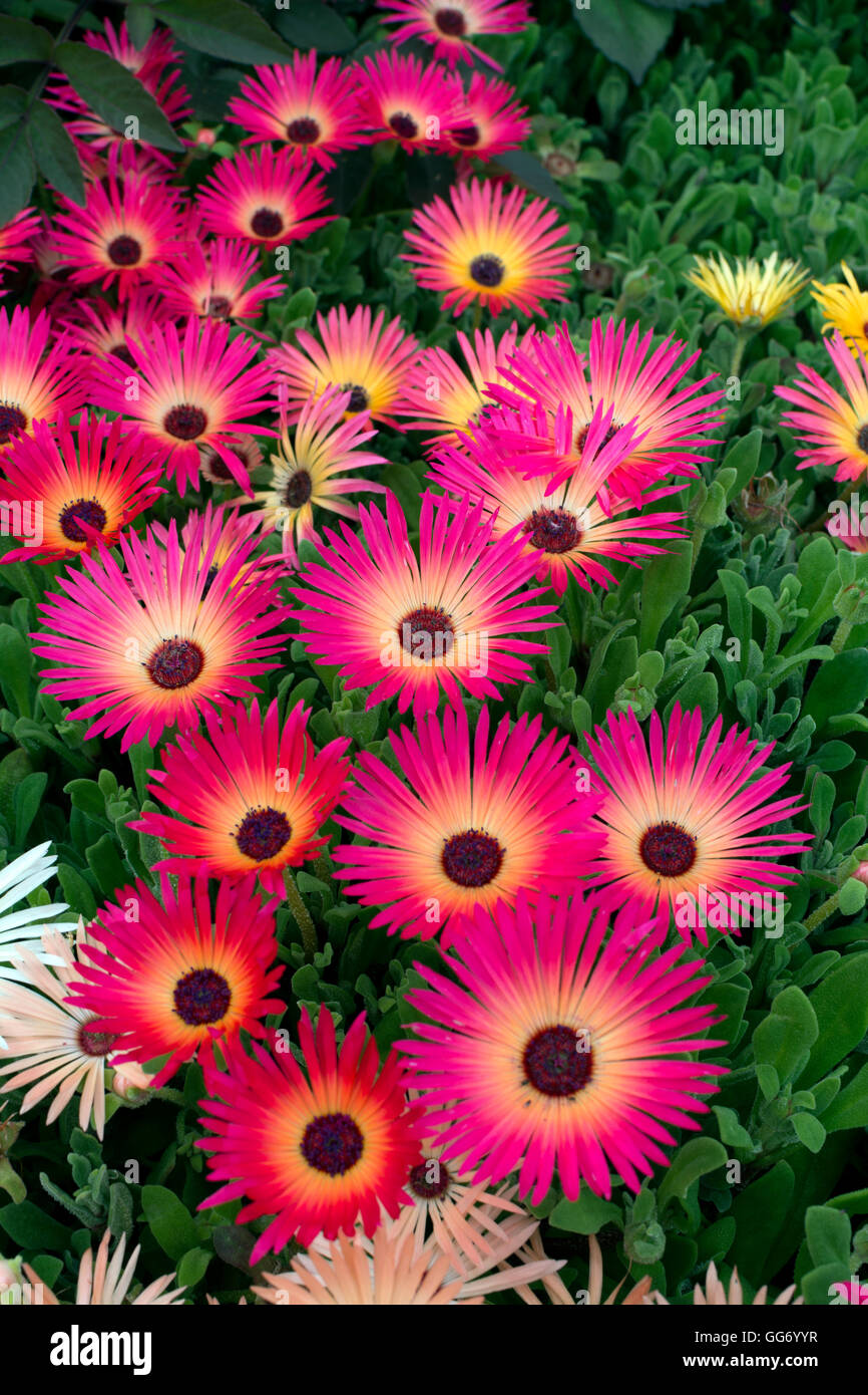 Mesembryanthemum flowers in a flower bed Stock Photo - Alamy