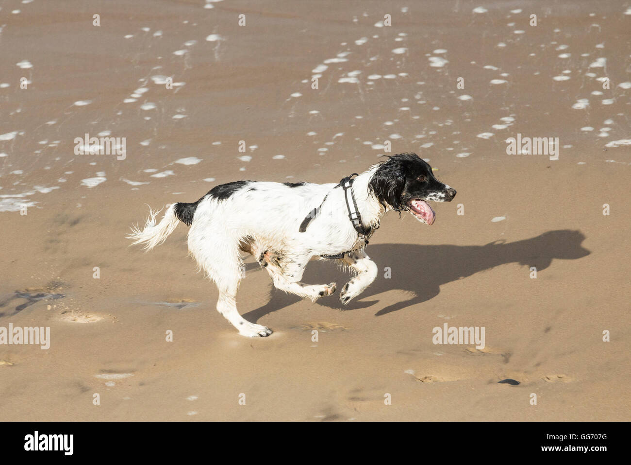 Dog running spaniel hi-res stock photography and images - Alamy