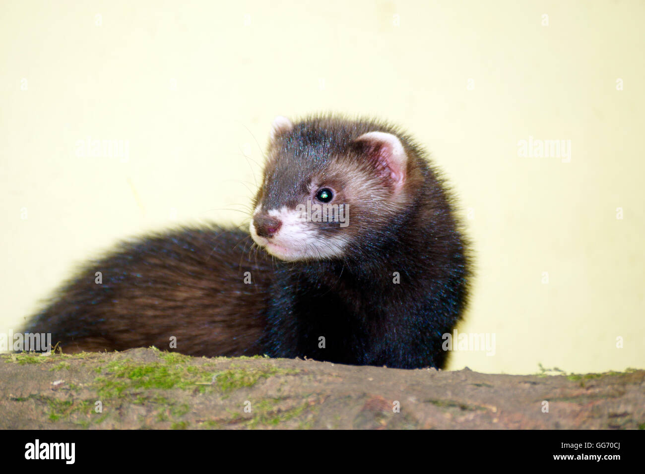 Black polecat uk hi-res stock photography and images - Alamy